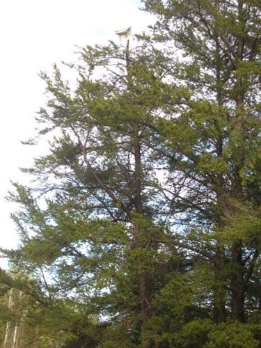 Wasteside rest stop for the birds? | Local | mesabitribune.com