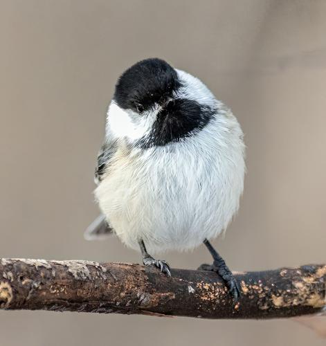 Local woman reserves New Year's Day for counting birds | Local ...
