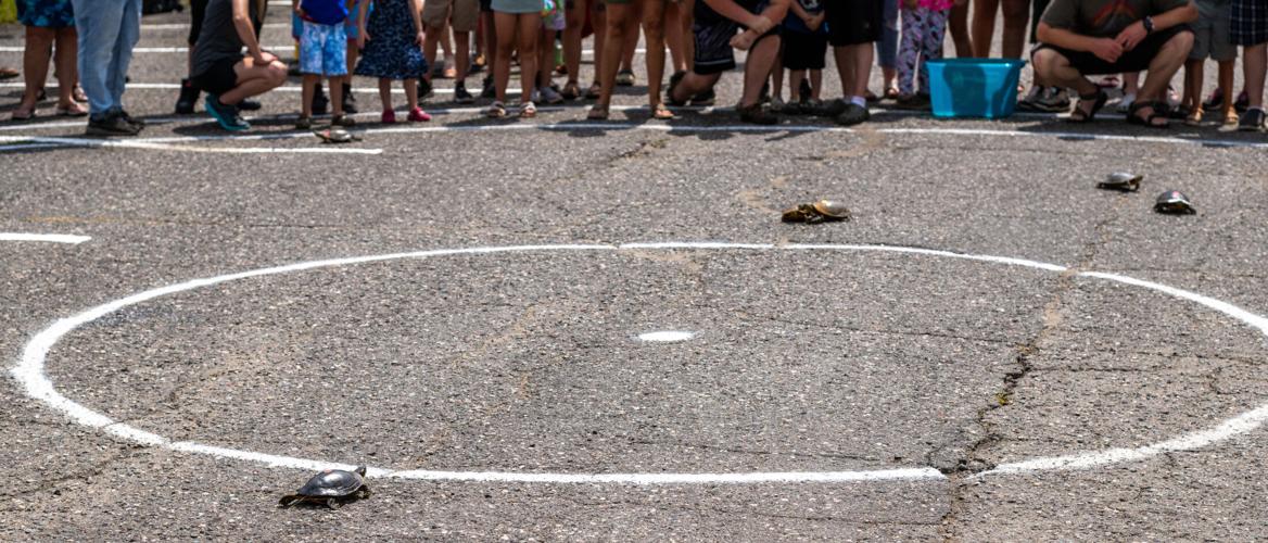 Turtle Races | Gallery | mesabitribune.com