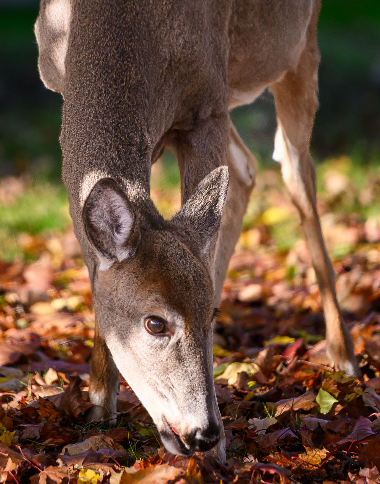 Grazing Doe | News | mesabitribune.com