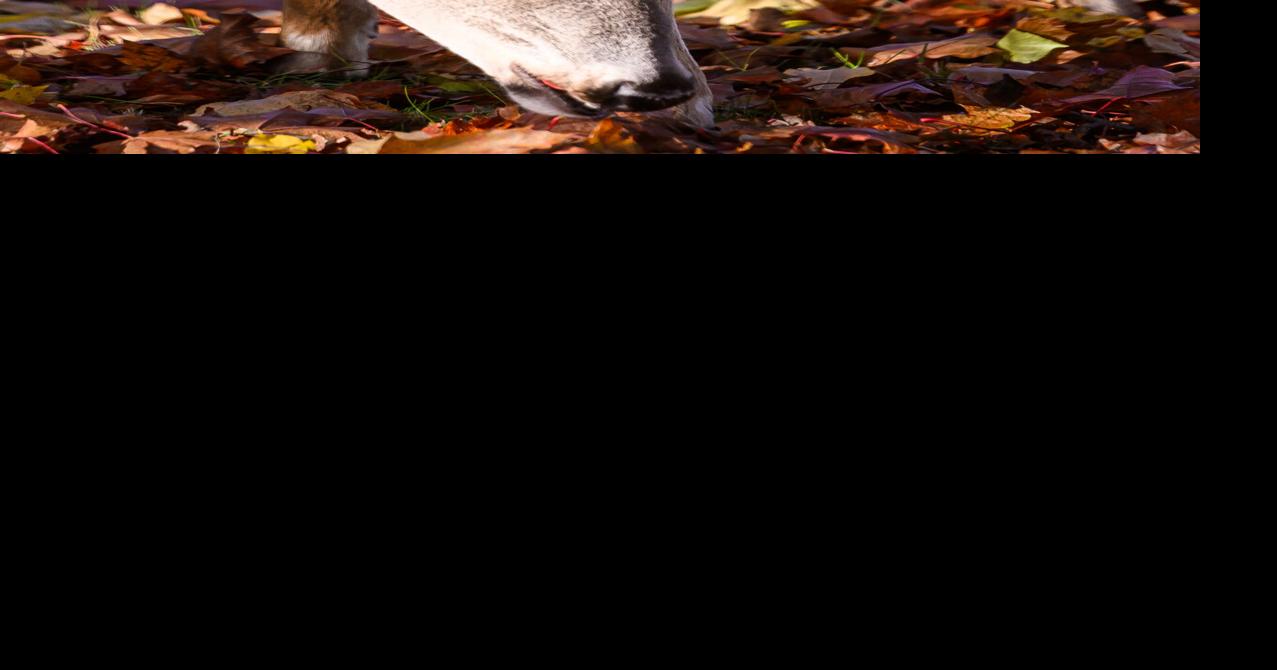 Grazing Doe | News | mesabitribune.com