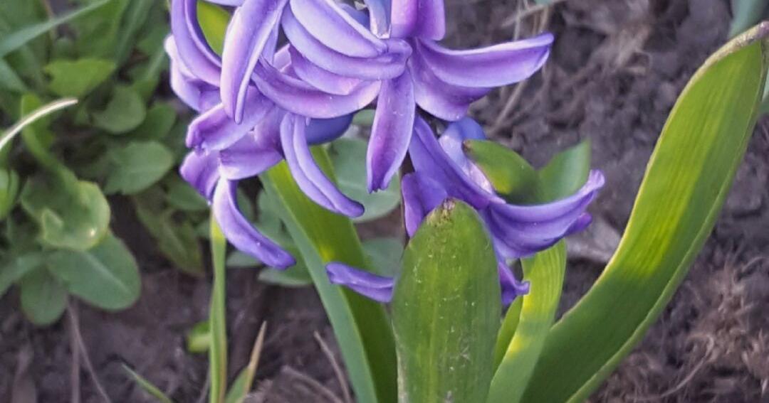 Daffodils make even a rainy day bright | Columnists | mesabitribune.com