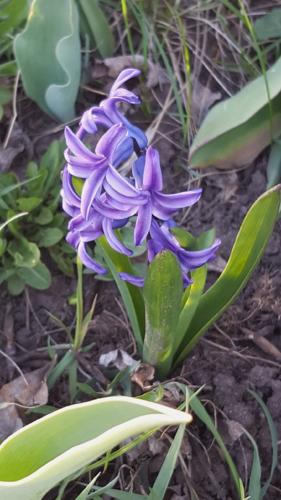 Daffodils make even a rainy day bright | Columnists | mesabitribune.com