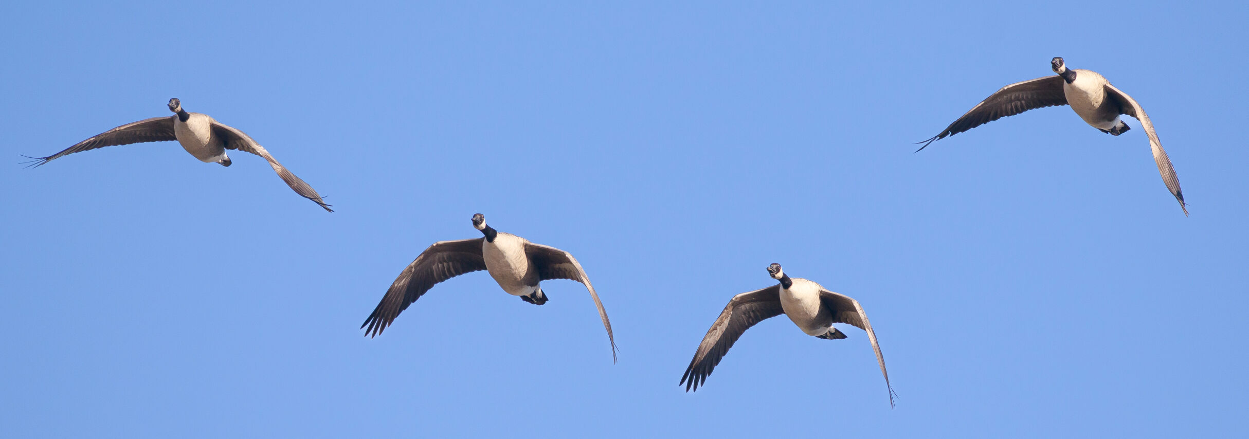 Fall Migration | Gallery | mesabitribune.com