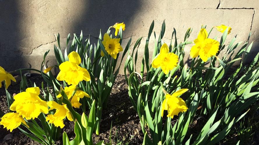 Daffodils make even a rainy day bright | Columnists | mesabitribune.com