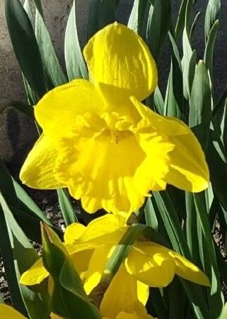 Daffodils make even a rainy day bright | Columnists | mesabitribune.com