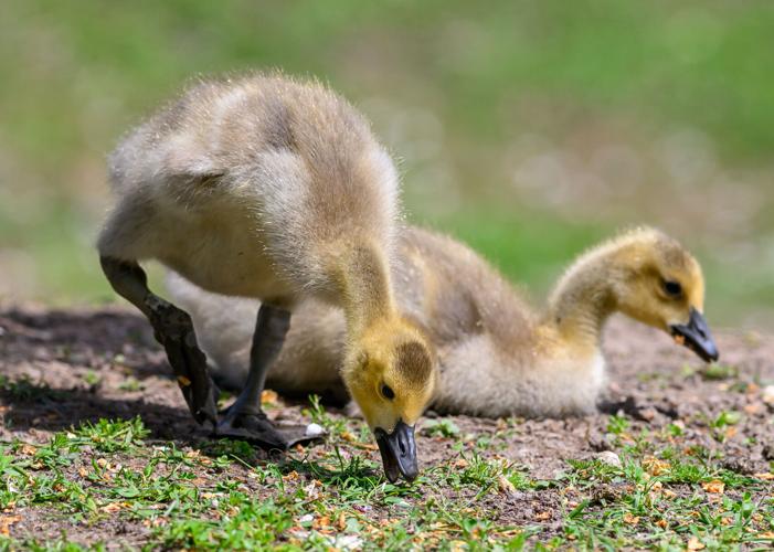 Spring Babies | News | mesabitribune.com