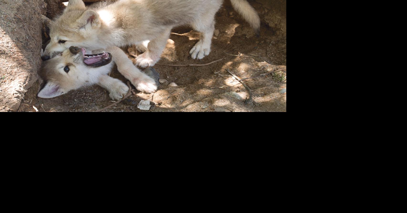 Axel and Grayson: Wolf Center pups officially get their names through ...