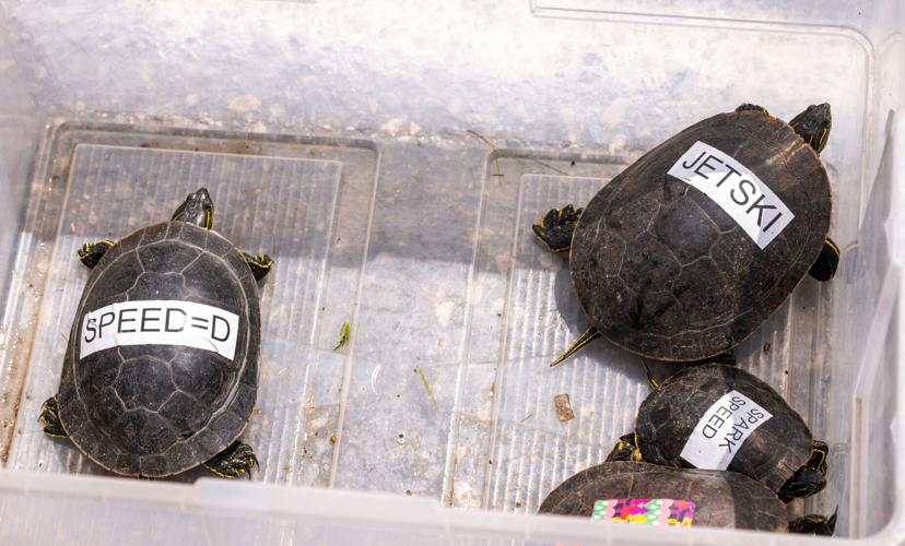 Turtle Races | Gallery | mesabitribune.com