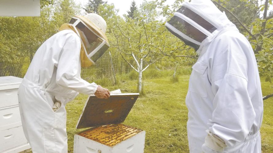 Breaking in the new-bee | Local | mesabitribune.com