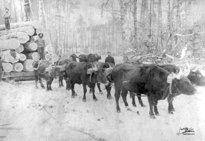 Oxen preceded horses in early logging camps | Community | mesabitribune.com