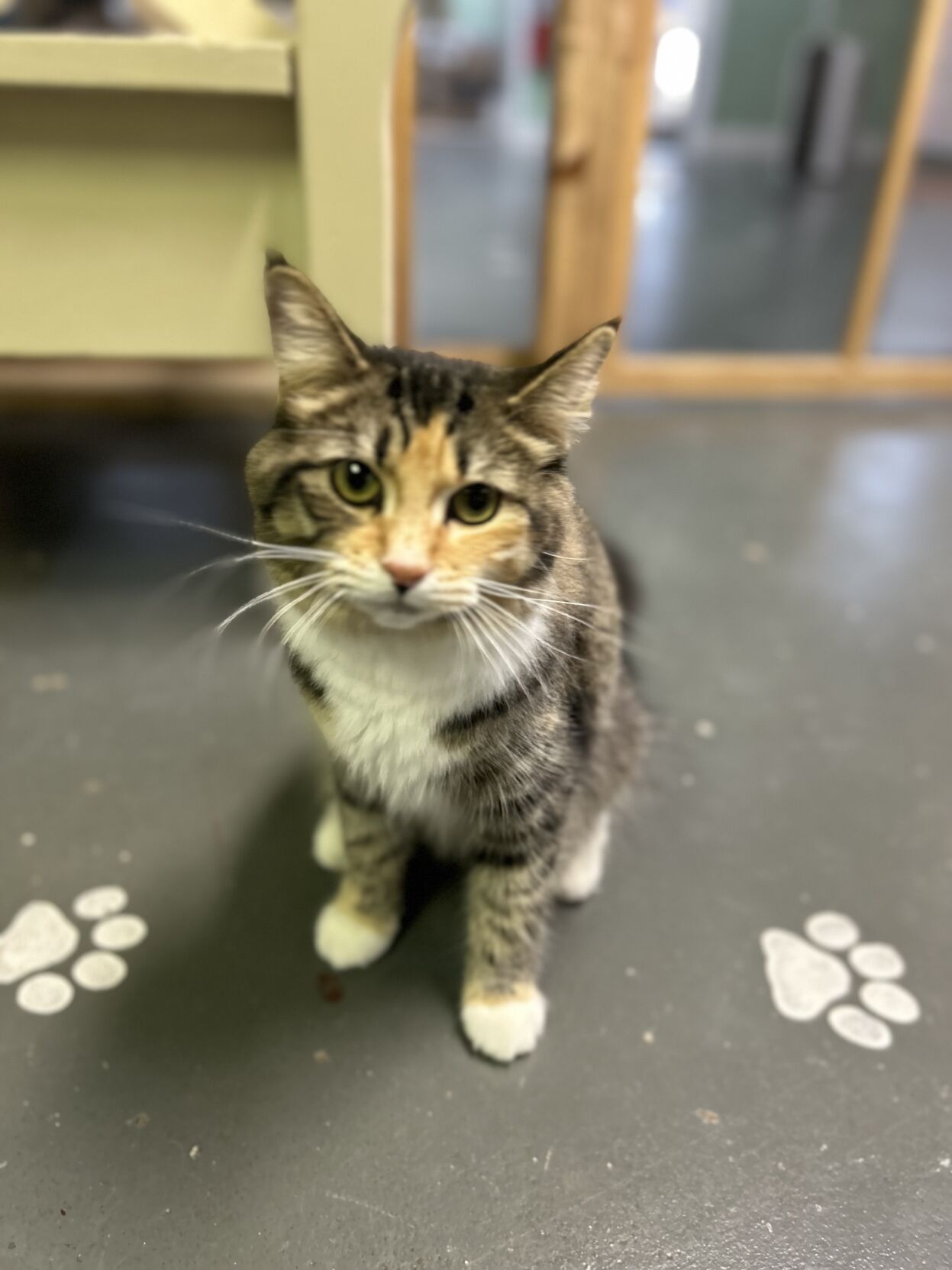 Precious Paws Pet of the Week | Community | mesabitribune.com