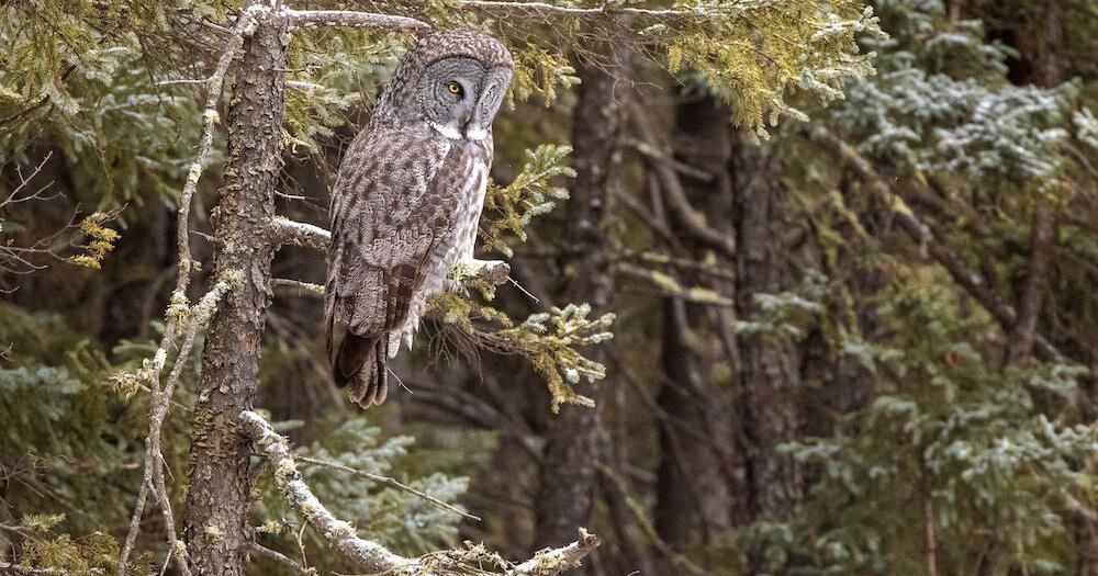 Rare Boreal Owls are a sight at Sax-Zim Bog | News | mesabitribune.com