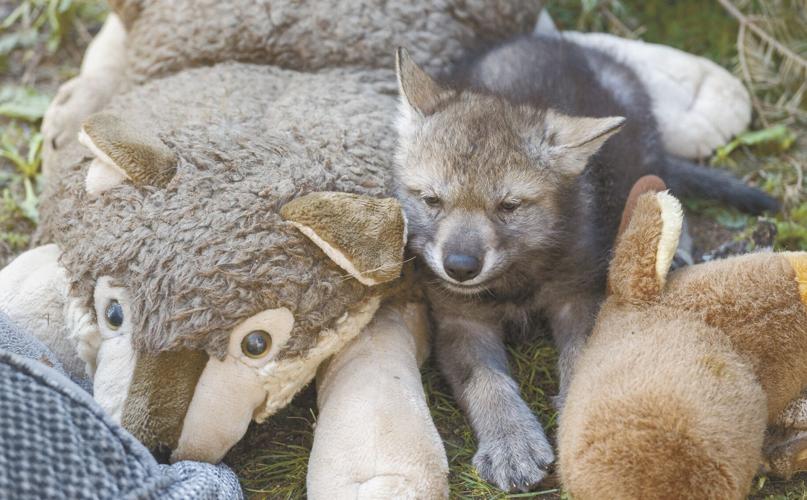 Welcome to the pack, Reika | News | mesabitribune.com