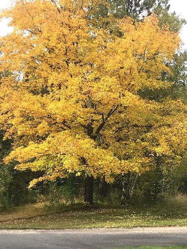 Trees in Hopkins Park dressed for the season | Columnists ...