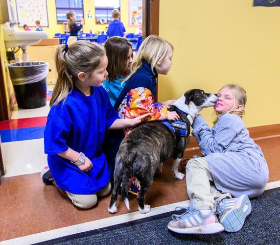 Emotional Support Dog | Gallery | mesabitribune.com