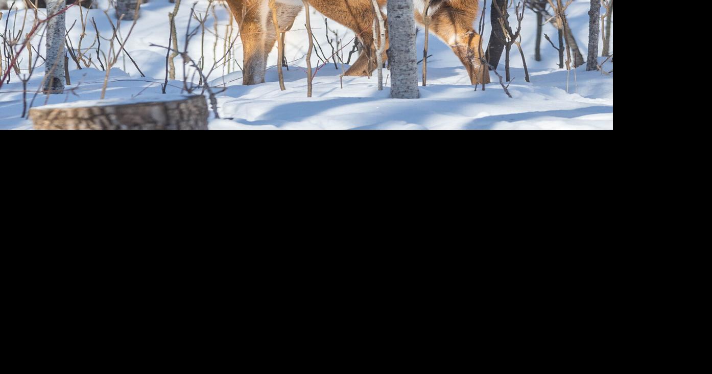 Firearms deer season harvest is up statewide for 2025 | Push ...