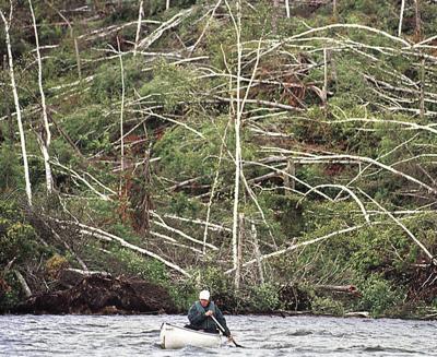 20 years later, Boundary Waters blowdown effects linger | Local ...