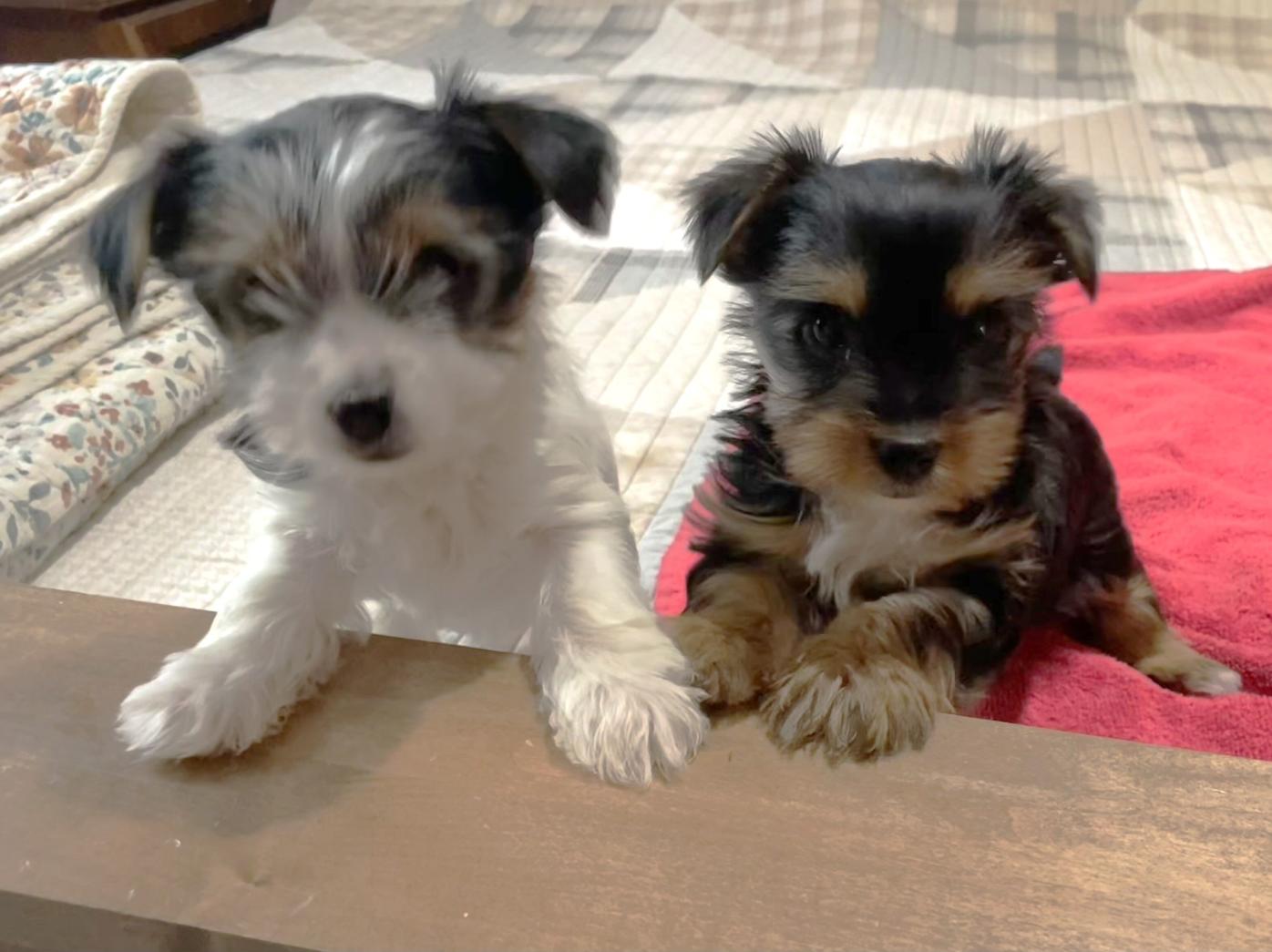 Yorkies Ready Now! Call or Txt 270-230-6000 | Pets | messenger-inquirer.com