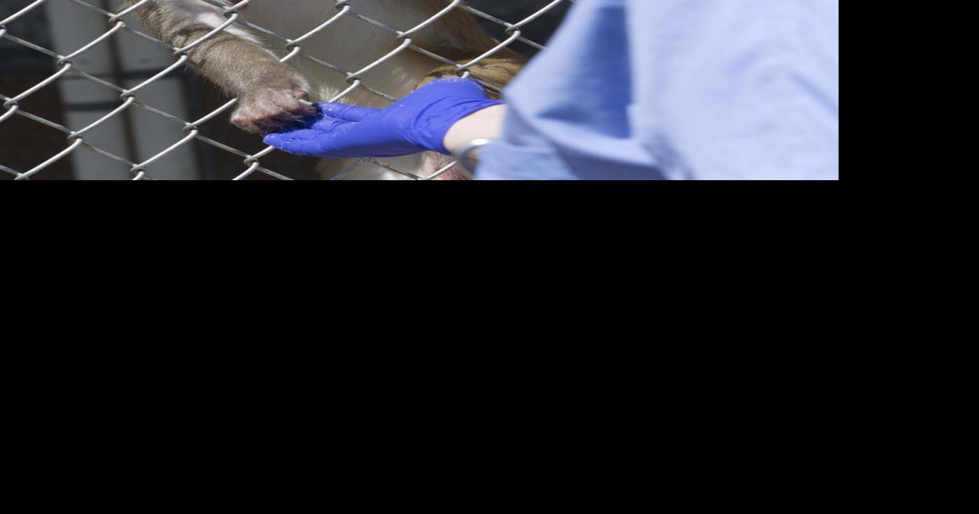 Monkey farms in Florida under scrutiny from officials | Perspective ...