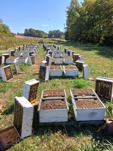 Creating a buzz: Beech Grove family's bees pollinating almonds in ...