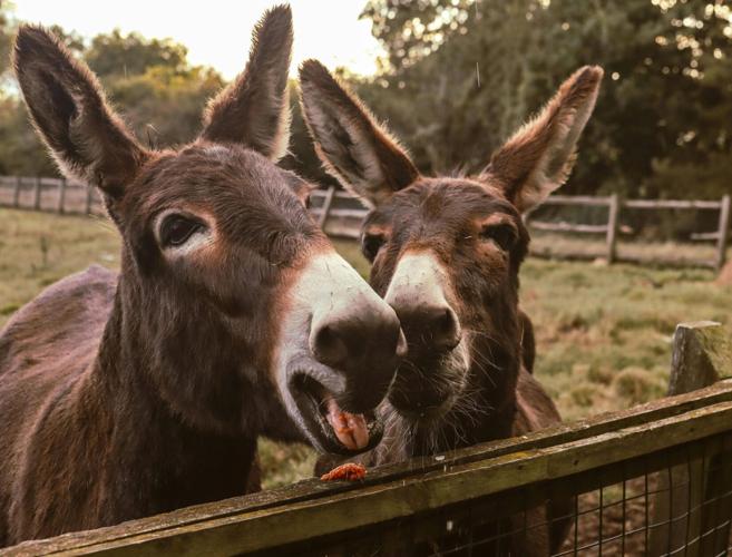 Study finds when donkeys first introduced to North America | National ...