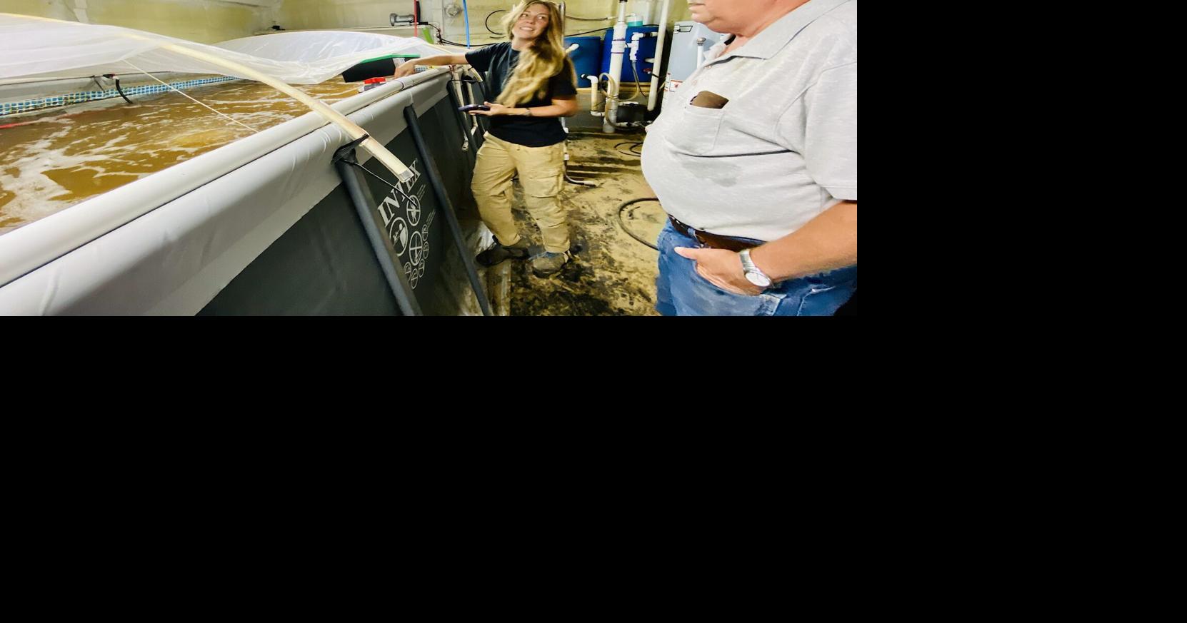 Philpot farm family raising saltwater shrimp | Features | messenger ...