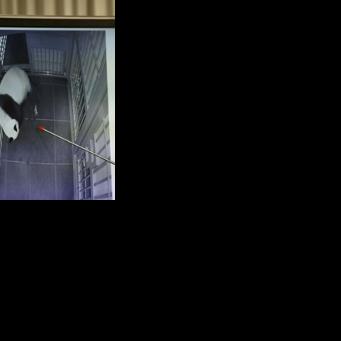 Japan's only two pandas to be sent back to China | National News ...