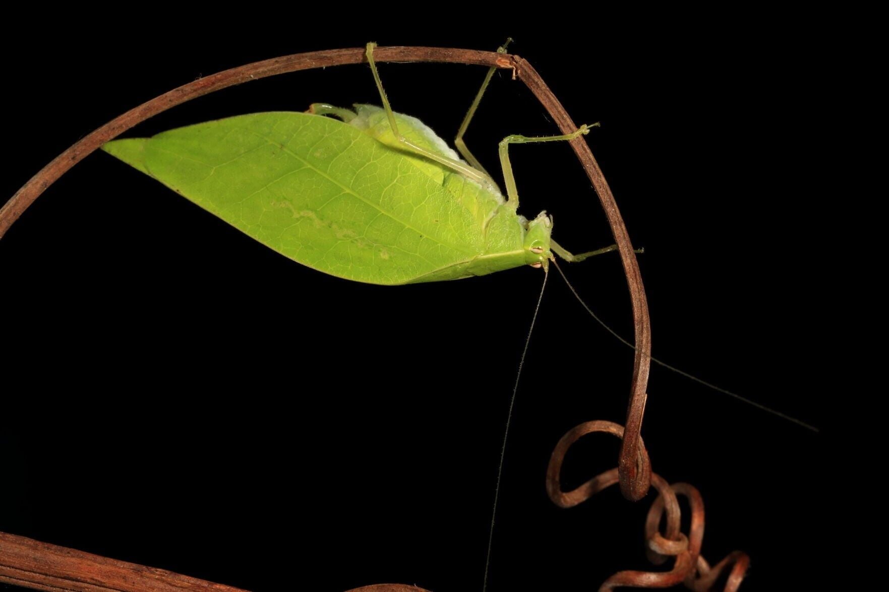 Insect uses its leaf-like camouflage to attract potential mates ...
