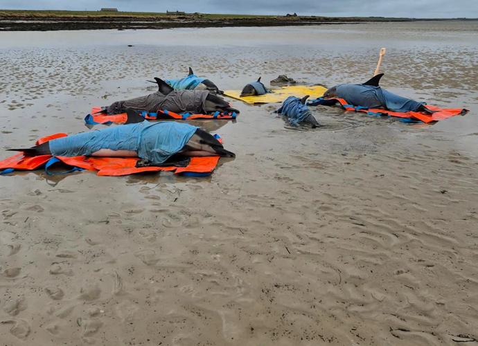 Marine experts rush to save six dolphins stranded alive on beach ...