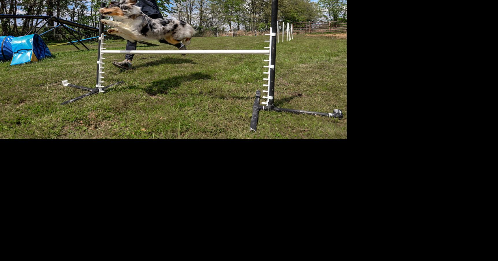 Ruff Trade: Philpot trainer opening sports agility facility for dogs | Local News | messenger ...