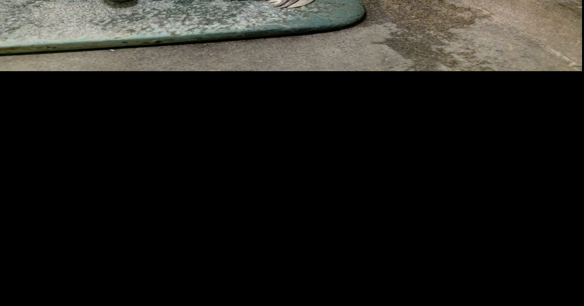 Postman rescues baby seal found outside front door | National News ...