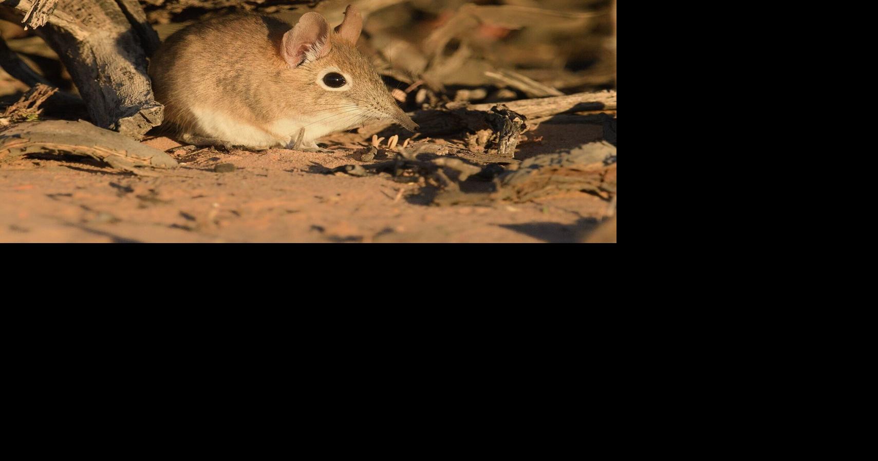 Scientists use digital footprints to track elusive small mammals ...