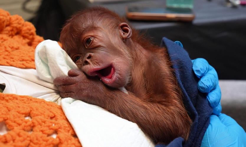 Beautiful baby orangutan born via rare C-section | National News ...