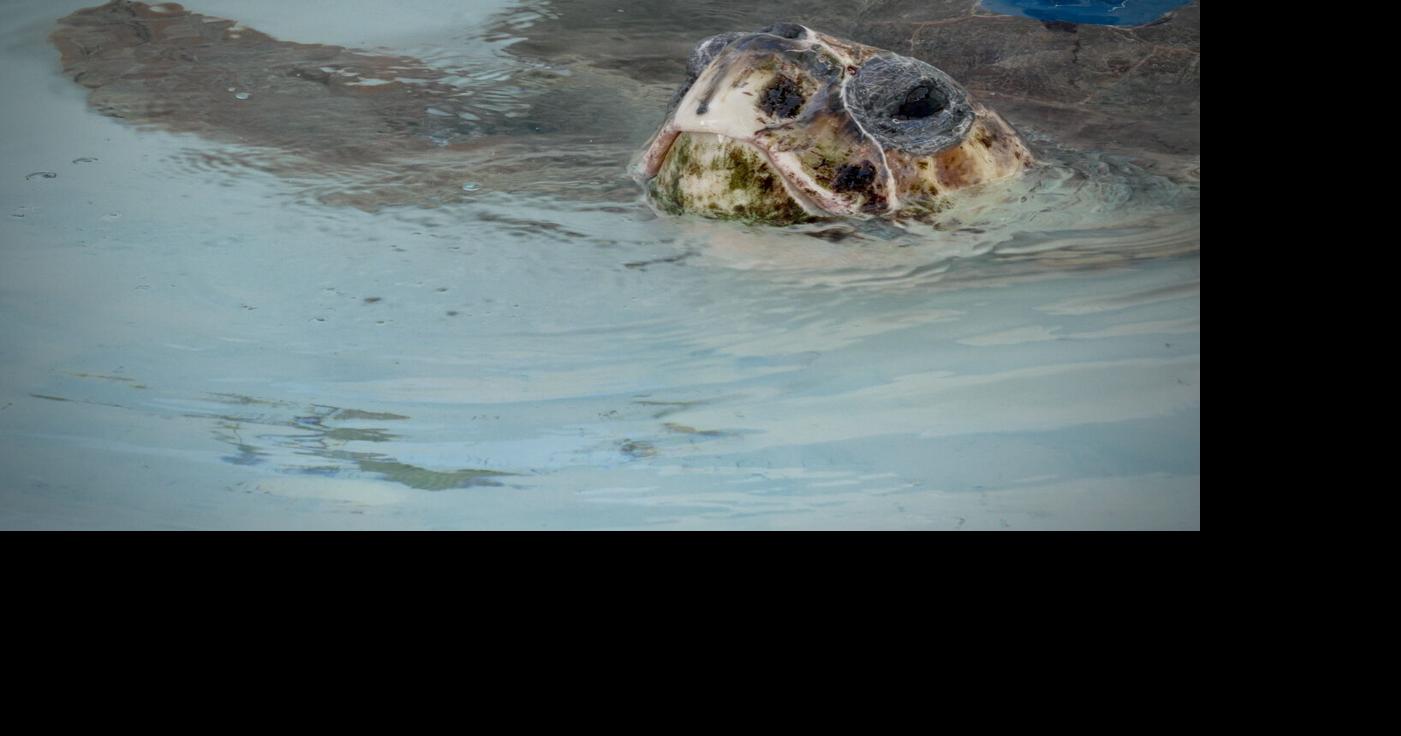 A sea turtle with 3 flippers swims free after Florida rehab, now ...