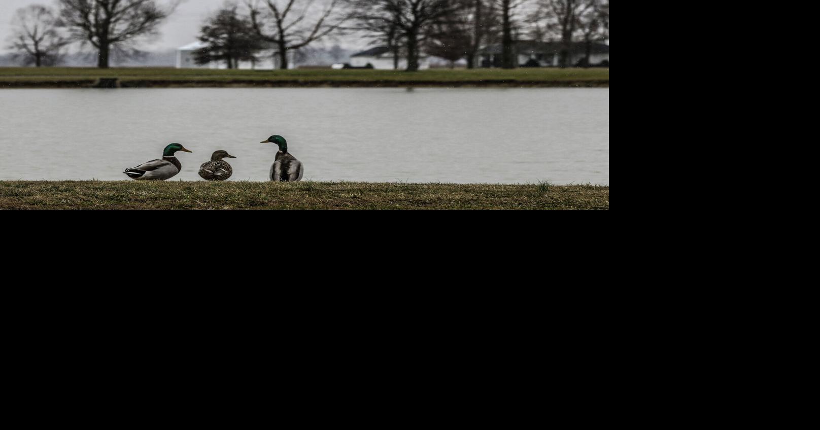 DUCKS STANDALONE | News | messenger-inquirer.com