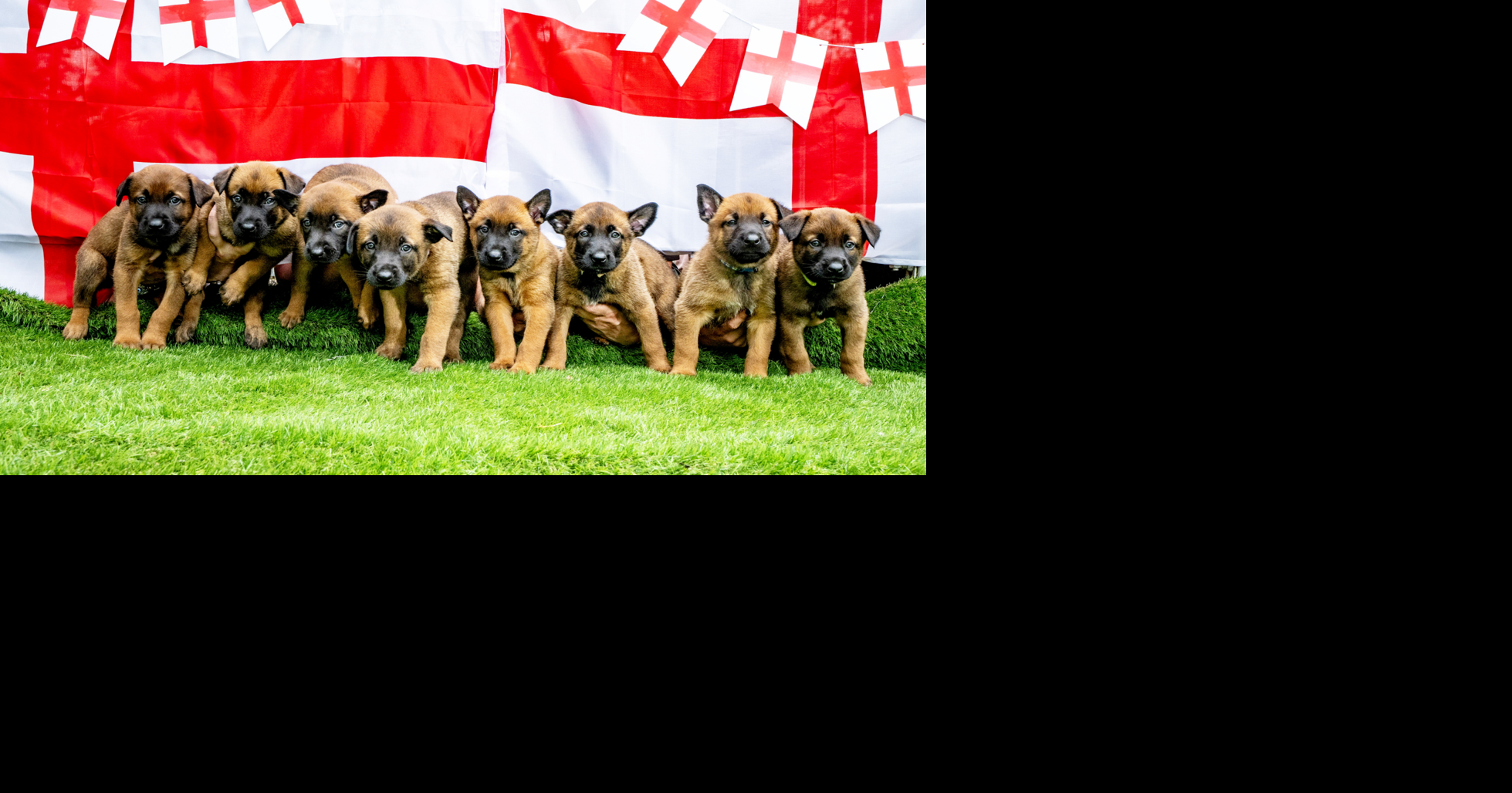 New police puppy recruits named after World Cup stars | National News ...