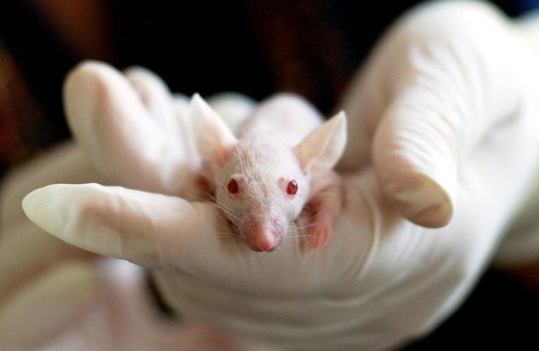 Rat kidneys grown in mice offer new hope for transplant patients ...