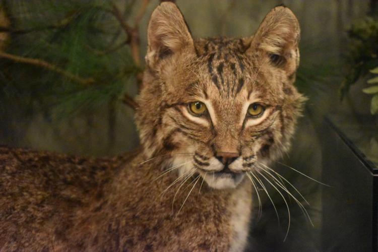Preserving big game: Smith Wildlife Artistry continues to serve hunters ...