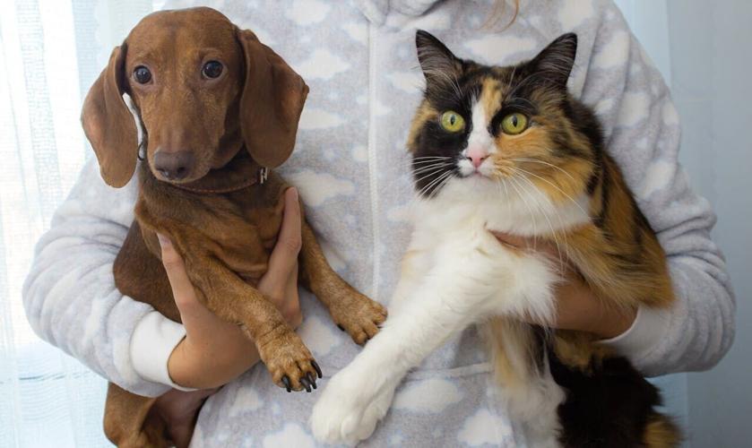 What do pet parents worry about the most? | National News | messenger ...