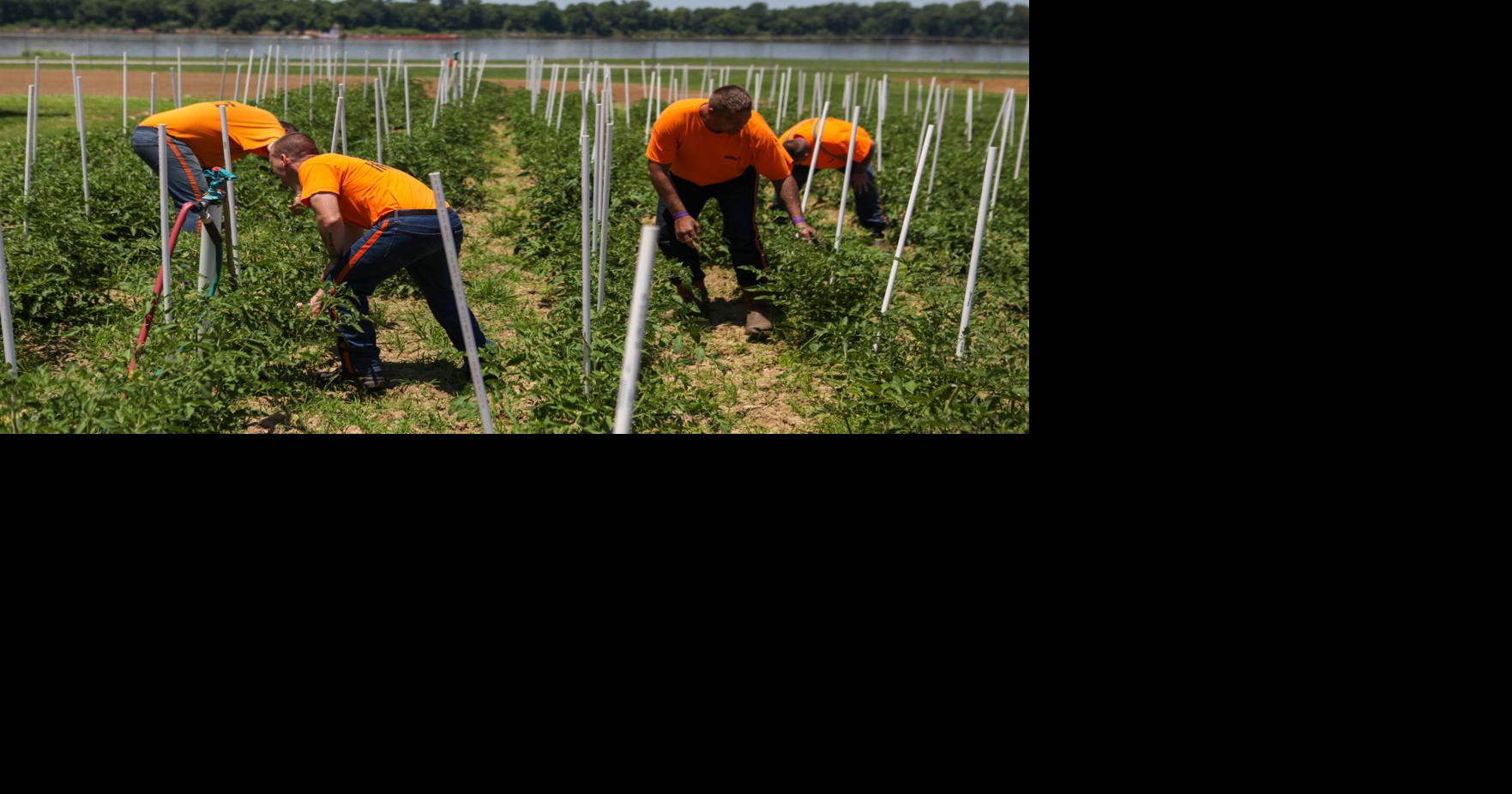 Jail garden gives inmates more than dirty hands | Agriculture ...