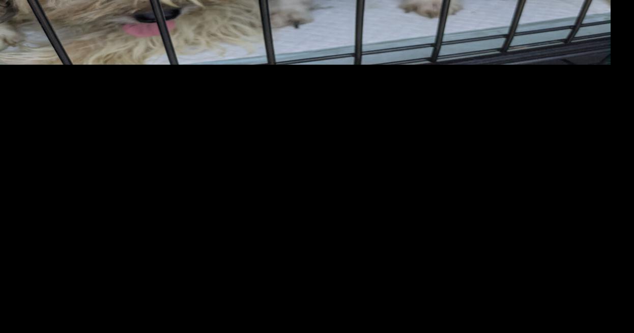 How 80 dogs were saved: 'We've done a lot of rescues . . . but never ...