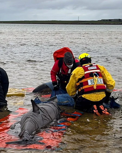 Marine experts rush to save six dolphins stranded alive on beach ...