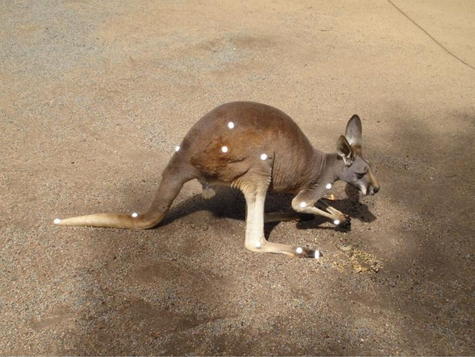 Kangaroos use unique posture trick to save energy when hopping ...