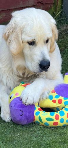 Dog rushed to vet after swallowing ceramic Christmas ornament ...