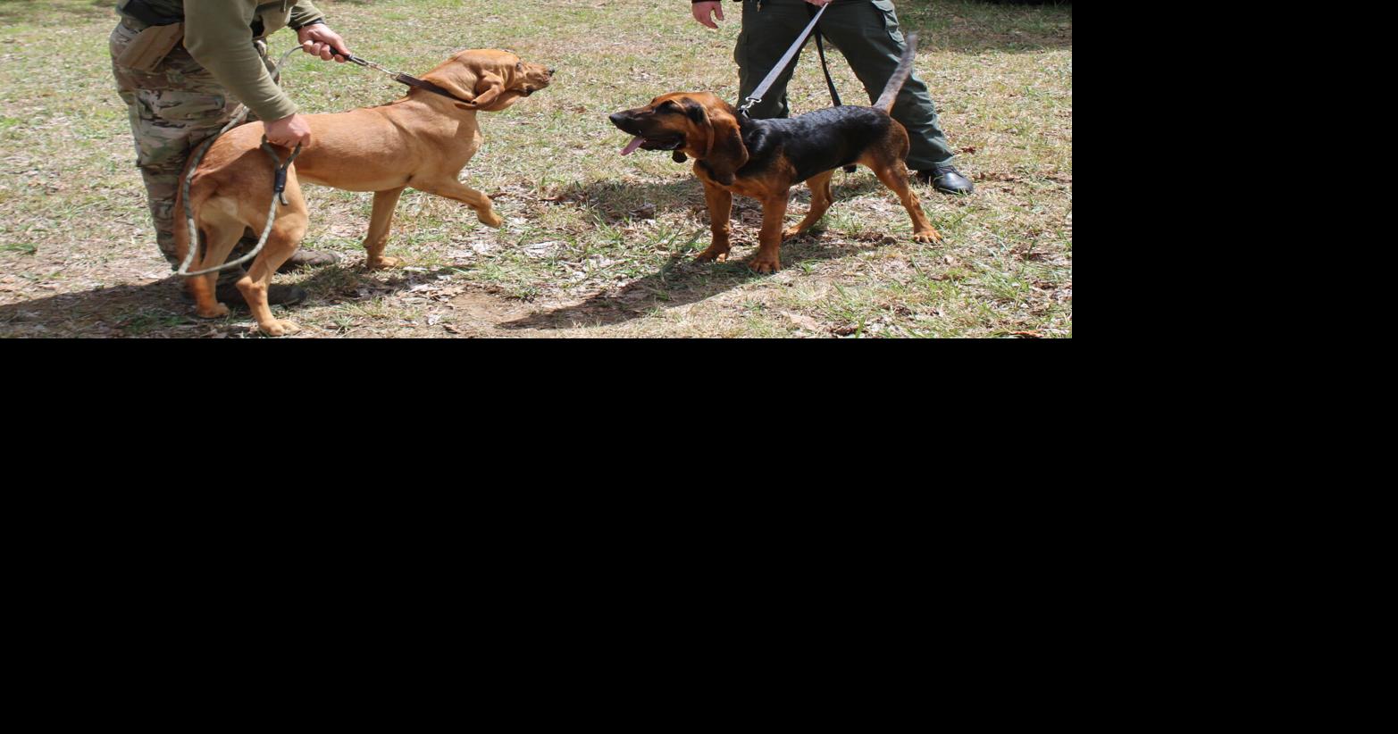 Camp Loucon hosts national K-9 training | Grayson County | messenger ...