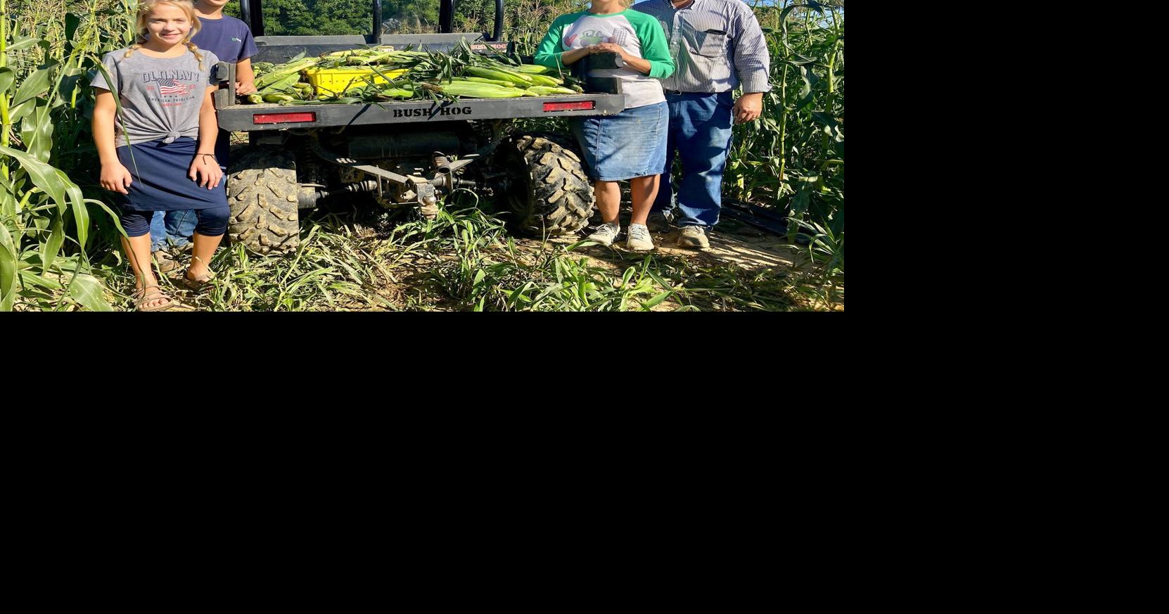 Planting and Picking: Hartford farm family filling sweet corn demand ...