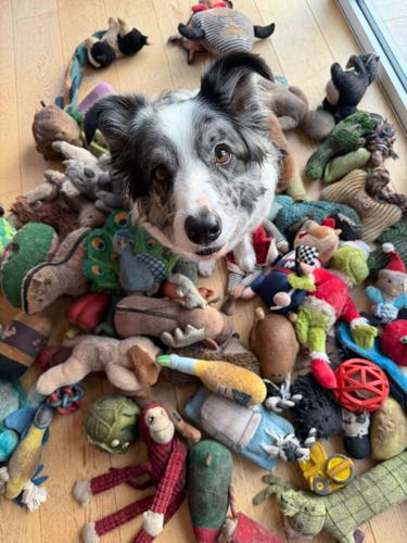 Dogs learn new words by eavesdropping on their owners | National News ...