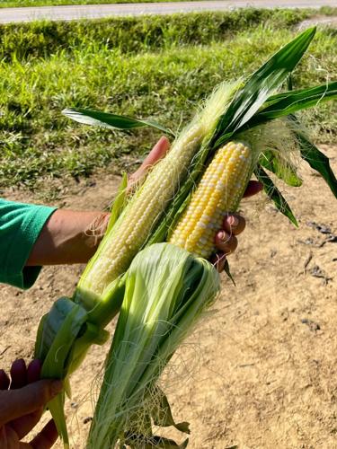 Planting and Picking: Hartford farm family filling sweet corn demand ...