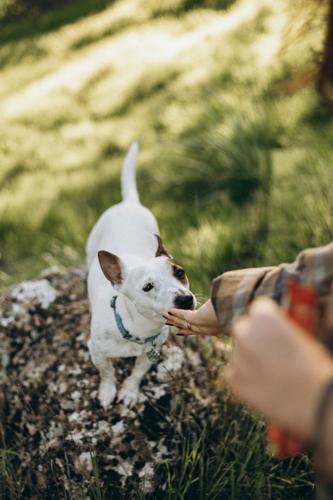 Scientists say dogs can be given CBD to make them less aggressive ...